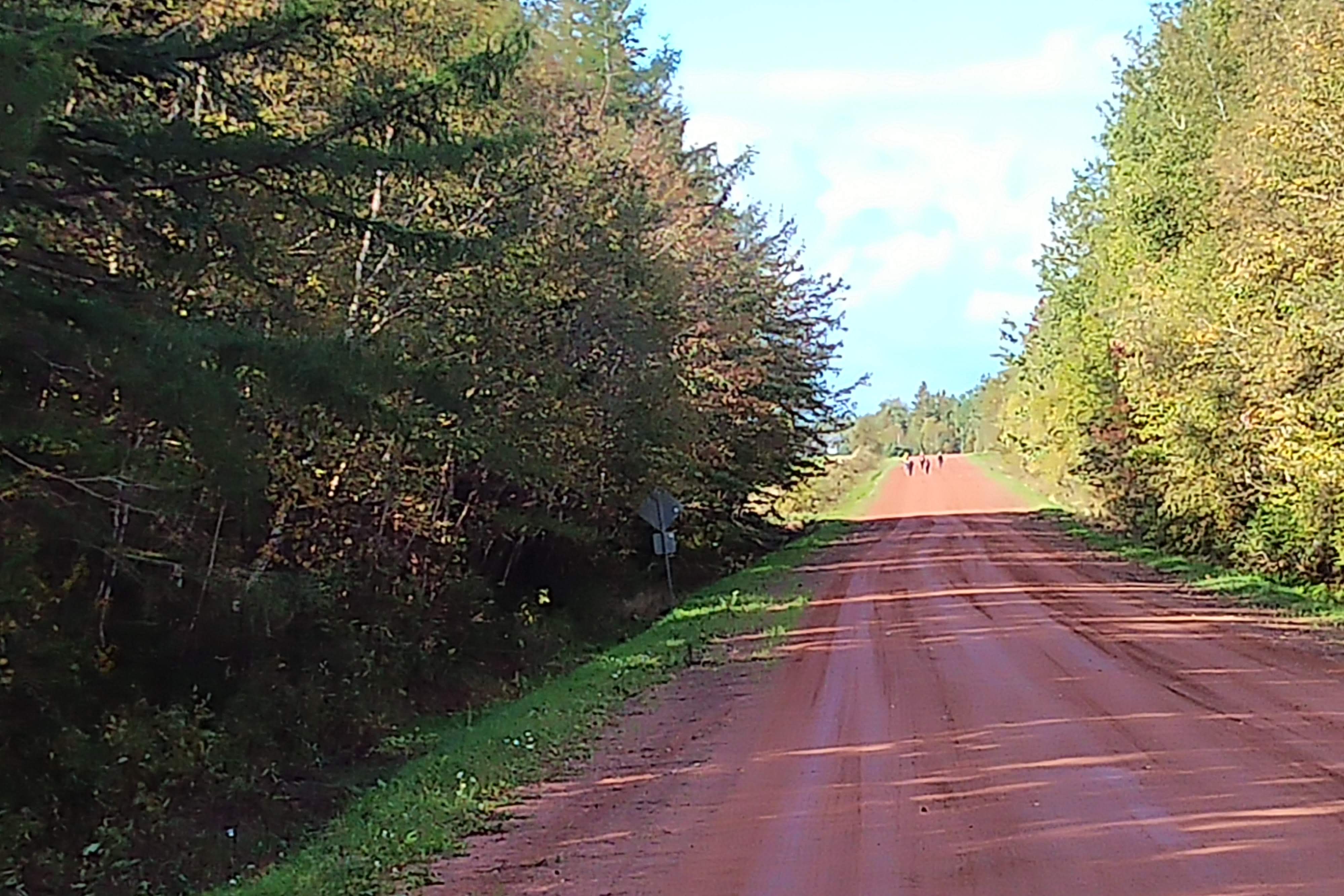 The Island Walk | Island Trails